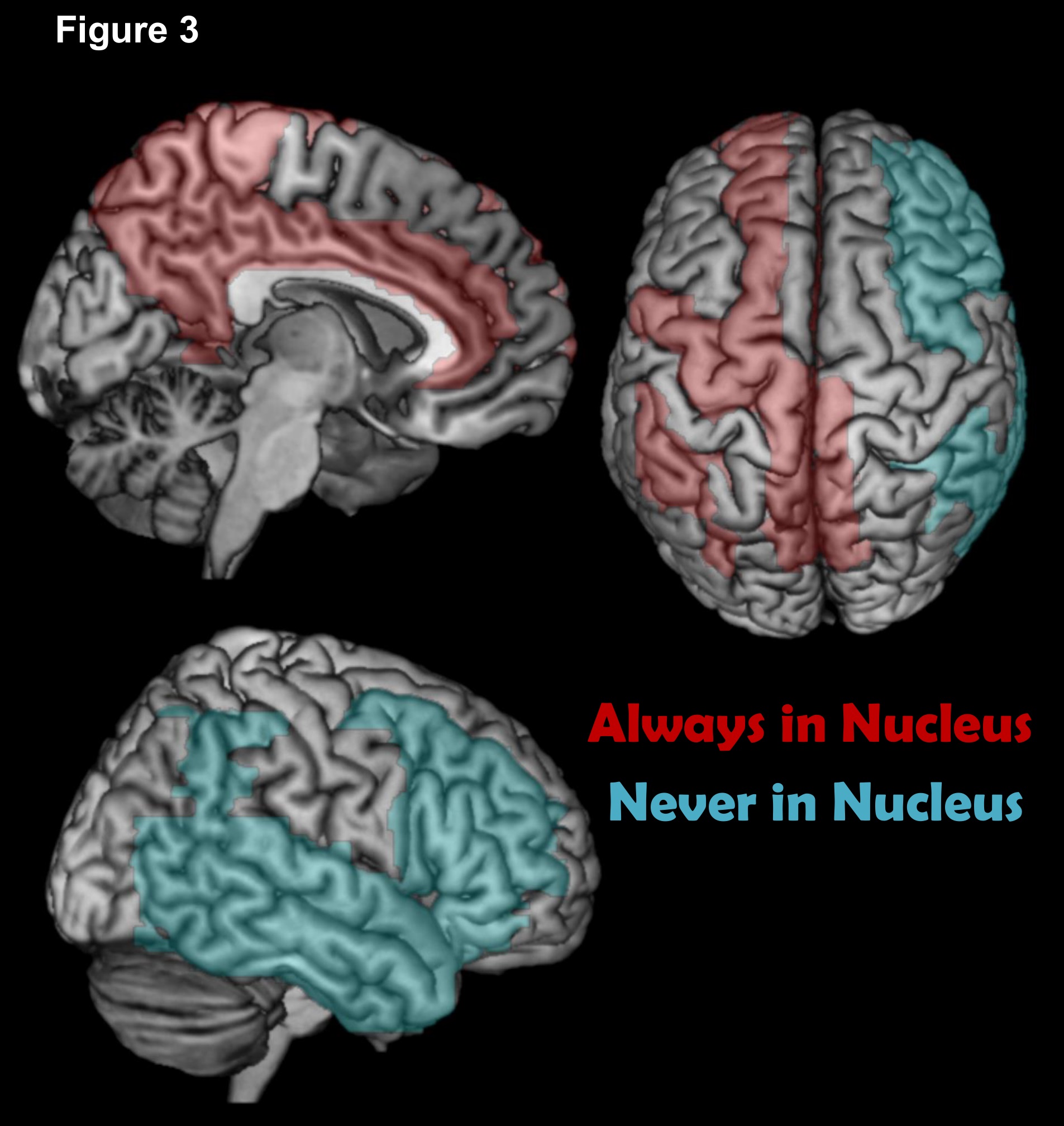 Image: Nucleus of the human cortex, Figure 3, New J. Phys. 18 (2016 ...